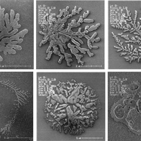Pdf Formation Of Dendrite Like Defect During Pr Mask Silicon Oxide
