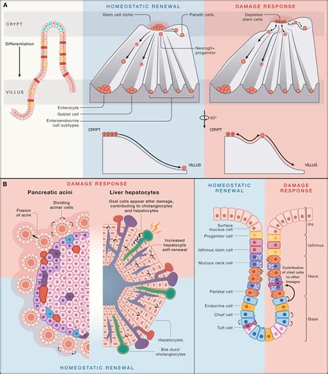 Hallmarks Of Stemness In Mammalian Tissues Cell Stem Cell