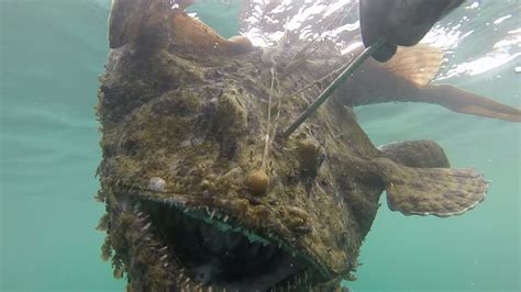 Monkfish Underwater