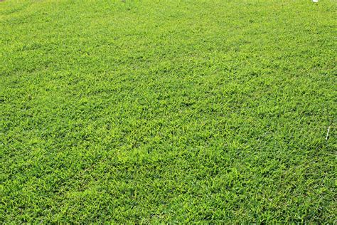 Grass Backgroundgrassbackgroundgreen Grassgreen Free Image From