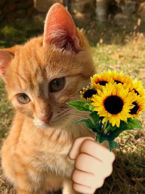 Para Ti Que No Te Han Dado Una Flor Dibujo De Mono Cosas Lindas Para