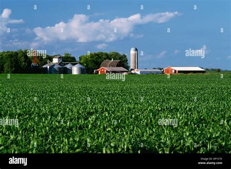 Agriculture Mid Growth Pre Tassel Stage Grain Corn Field With Red