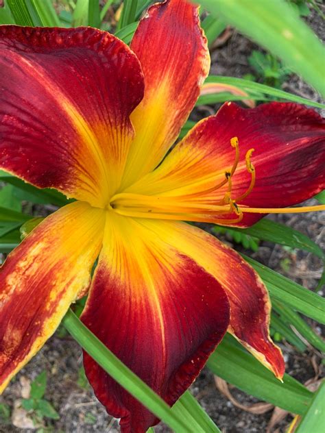 Ruby Spider — Sugar Shack Daylilies