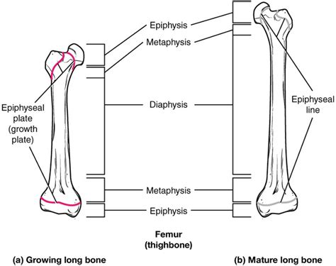 Epiphyseal Bone