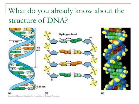 Dna Structure Function Replication Lesson Ppt