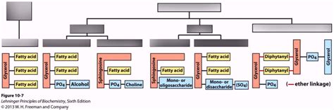 Biochemistry Chapter 10 Lipid Classification Diagram Quizlet