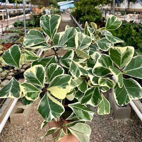 Ficus Triangularis Variegated Maris Gardens