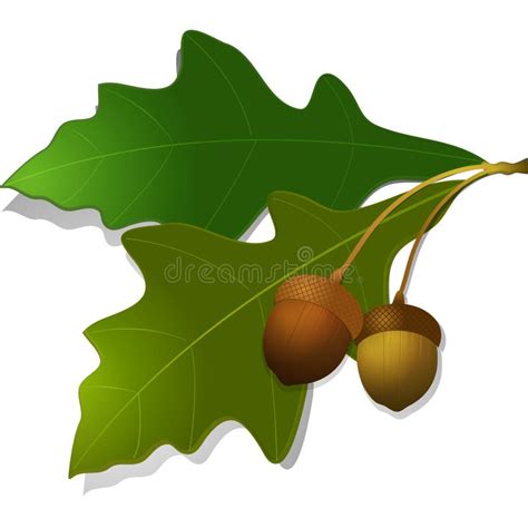 Eikels Vector Illustratie Illustration Of Groen Nave 26298771