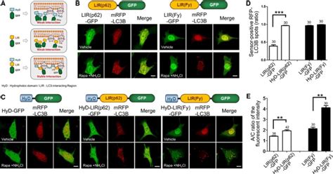 Development Of Lc3 Gabarap Sensors Containing A Lir And A Hydrophobic Domain To Monitor