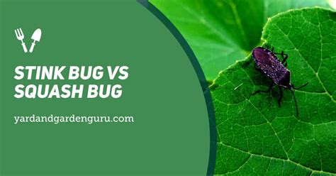 Stink Bug Vs Squash Bug A Garden Guide