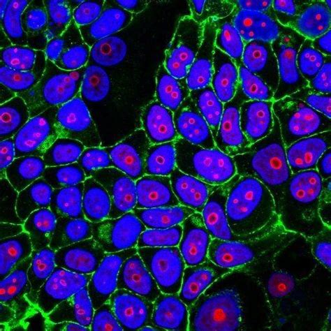 Primary Antibody Conjugates Launched Scientist Live