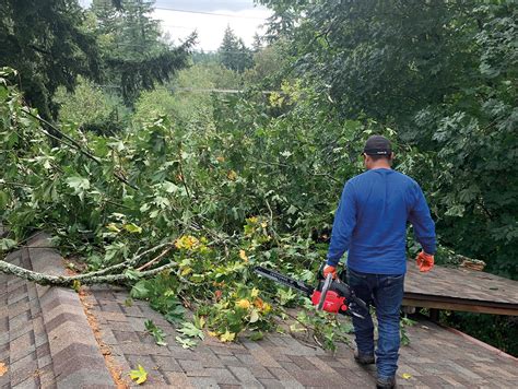 Gallery Tree Removal Carrillo S Landscaping Bellingham WA