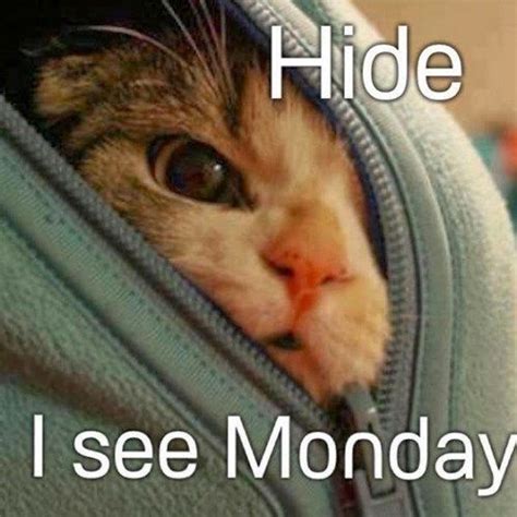 Funny Monday Cat Meme Funny Monday Cat Meme