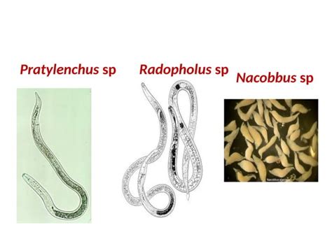 Classification Of Nematodes Varous Classes Pptx