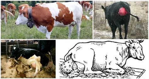 Prolapse Of The Uterus In A Cow What It Looks Like And Causes