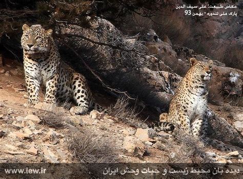 Bardia One Of The Wild Iranian Leopards Equipped With Satellite Tracking Necklace Beside A