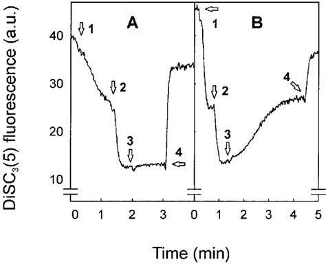 Enterocin P Dissipates Shown Are Enterocin P Resistant Cells T136r Download Scientific