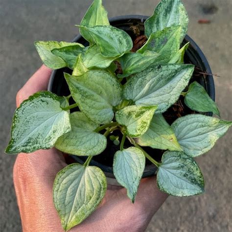 Syngonium Mouse Ears Poonsin Garden