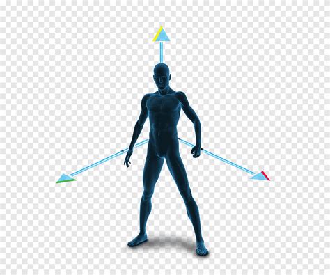 Cuerpo Humano Esqueleto Humano Homo Sapiens Anatomía Entretenimiento