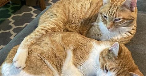 Cuddles Album On Imgur