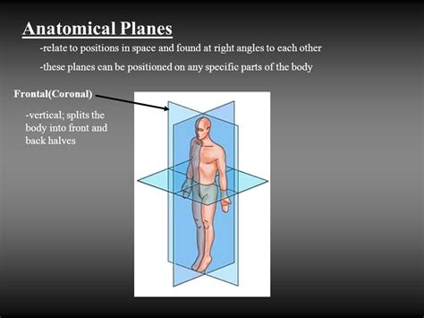 The Anatomical Position Ppt Download