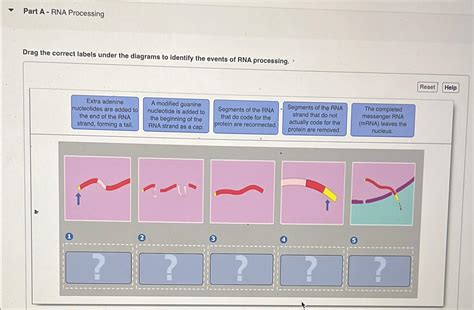 Solved Part A RNA ProcessingDrag The Correct Labels Under Chegg