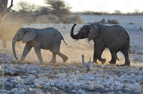 Sexually Aroused Elephant Is Follwing His Girlfriend Stock Photo Adobe Stock