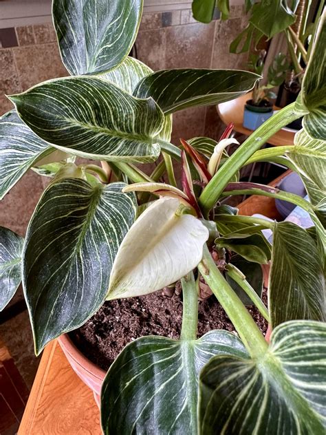 I Love Her So Much 😭🤩 R Houseplants