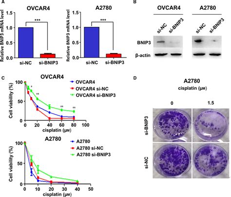 Bnip3 Level Is Correlated With Cisplatin Cytotoxicity In Ovarian Cancer Download Scientific