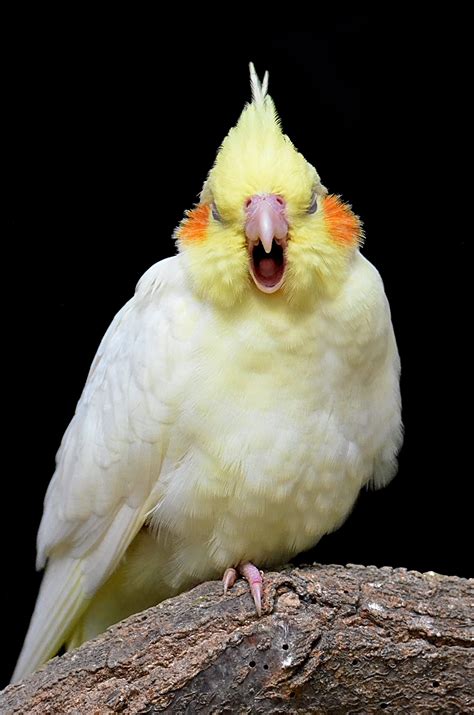 Cockatiel Bird Photos Download The Best Free Cockatiel Bird Stock