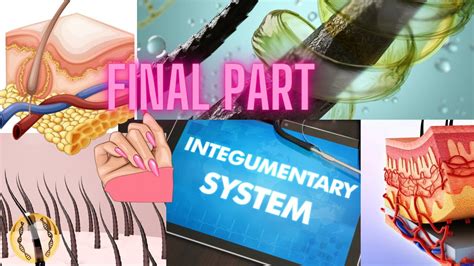 Integumentary System Final Part Youtube