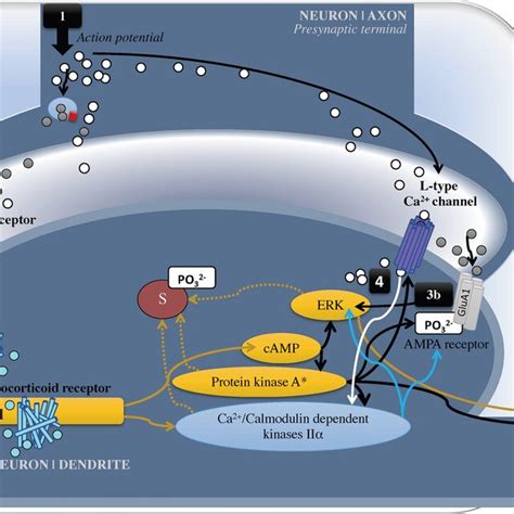 Acute Psychological Stress The Role Of Cortisol And Kinases In Memory Download Scientific