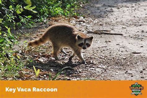 The Different Types Of Raccoons Aaac Wildlife Removal