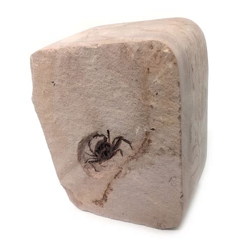 Pea Crab Fossil The Fossil Cartel