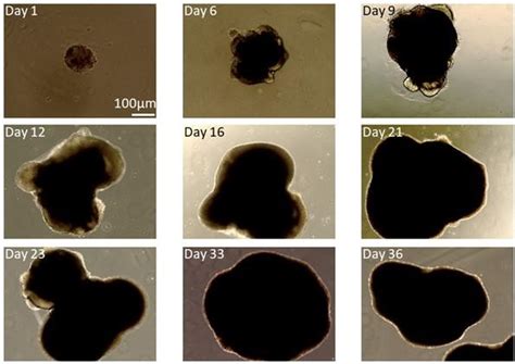 Exploring Retinal Development By Using Retinal Organoids And Mesh Mea