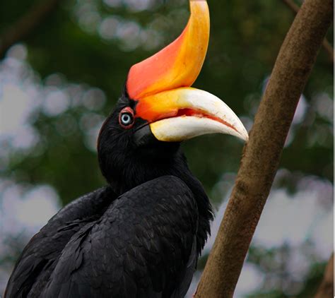 Meet The Wildlife Of Borneoexplore Unique Animals Borneo Wildlife Cruise