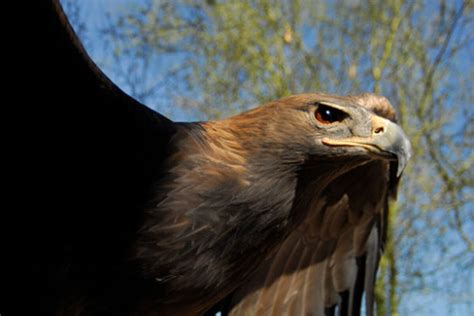 Azgfd Discusses Living With Raptors Western Outdoor Times