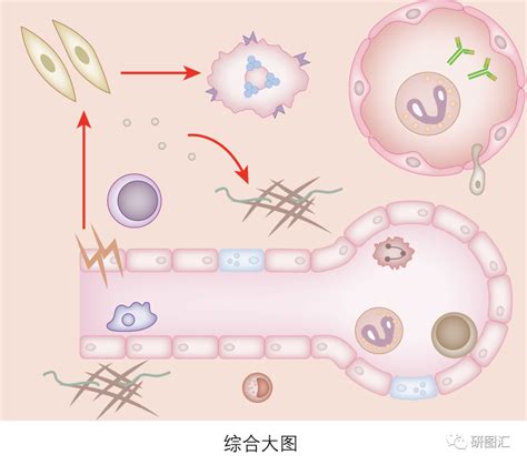 科研绘图效率全能软件：adobe Illustrator教程—细胞核与线粒体绘制！ 知乎
