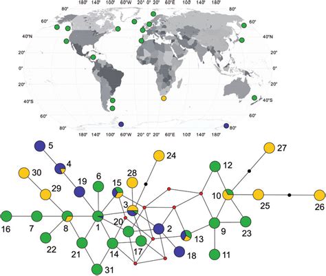 Median Joining Network Based On Mtdna Control Region Fragment