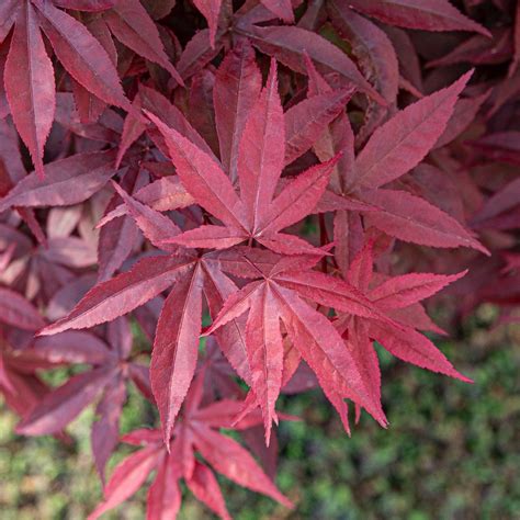 Acer Palmatum Twomblys Red Sentinel Columnar Japanese Maple Japanese Maples South Africa