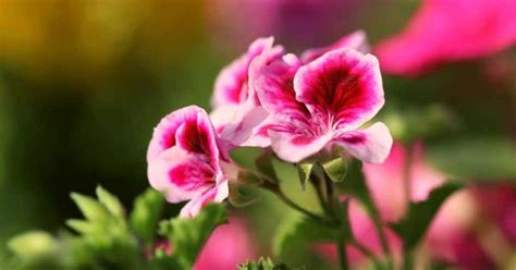 Geranium Flower Meaning And Symbolism