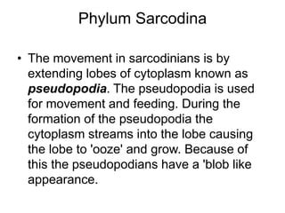 Protista Pptx