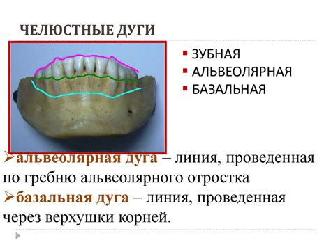 Анатомия зубов - презентация онлайн