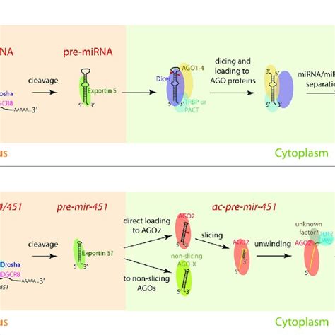 A Canonical Mirna Biogenesis Primary Mirna Pri Mirna Transcripts Download Scientific