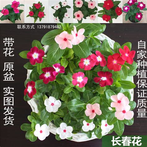 2023酢浆草秋植阳台爆盆植物桃之辉系列冰莹桃之辉新手花卉花期长 虎窝淘