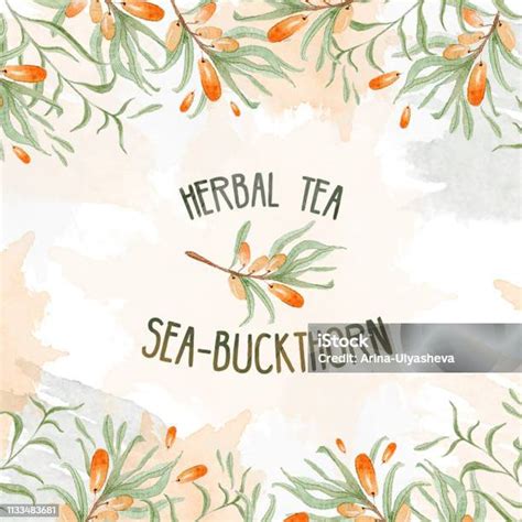 수채화 그림 바다 갈 매 나무속 초본 차 프레임입니다 손으로 만든 라벨 0명에 대한 스톡 벡터 아트 및 기타 이미지 0명 공예 꽃 식물 Istock
