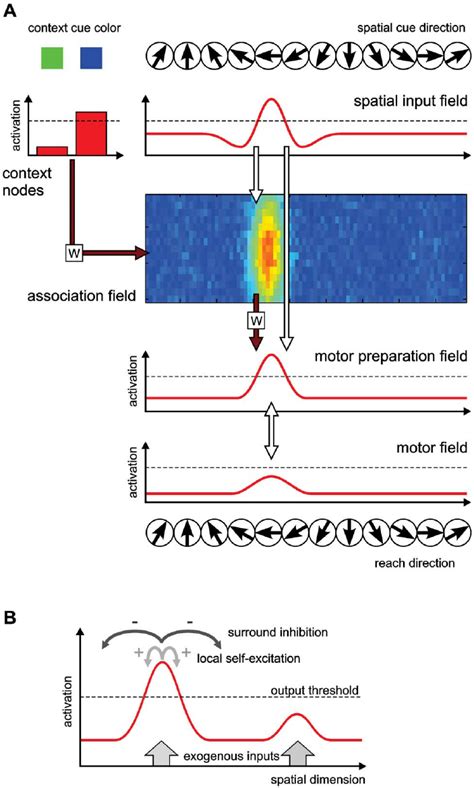Model Architecture And Interactions In Neural Fields A The Model