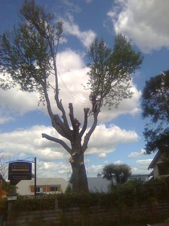 Photo Gallery For Ace Tree Recycling Ltd Near Hamilton Cambridge