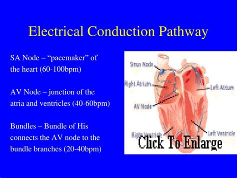 Ppt Basic Ecg Powerpoint Presentation Free Download Id 2965772