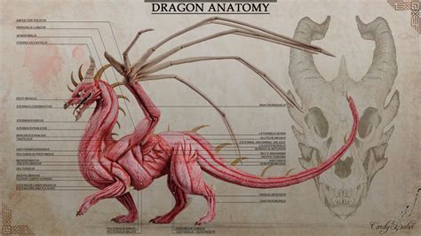 Dragon Anatomy Dragon Pictures Dragon